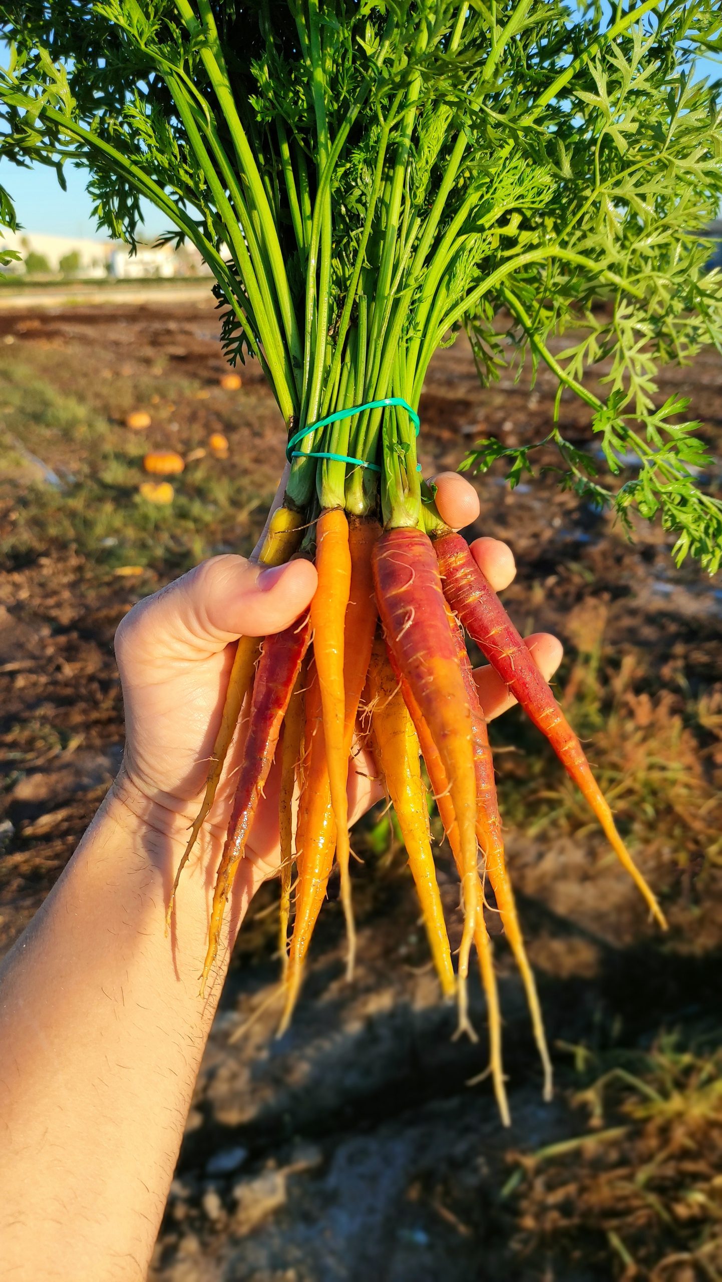 Zanahoria mini naranja | Verdures Gorrito